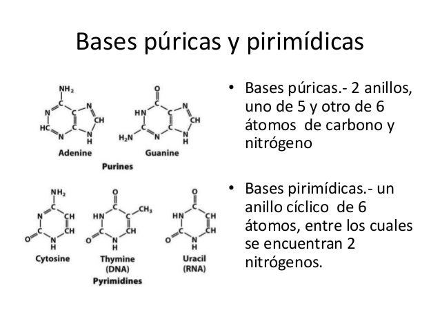 2.material genético
