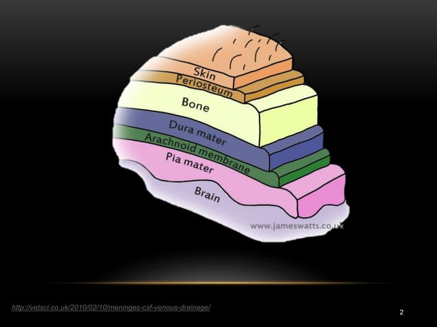 caput, cepahlhematoma & sah | PPTX | Pregnancy | Reproductive Health