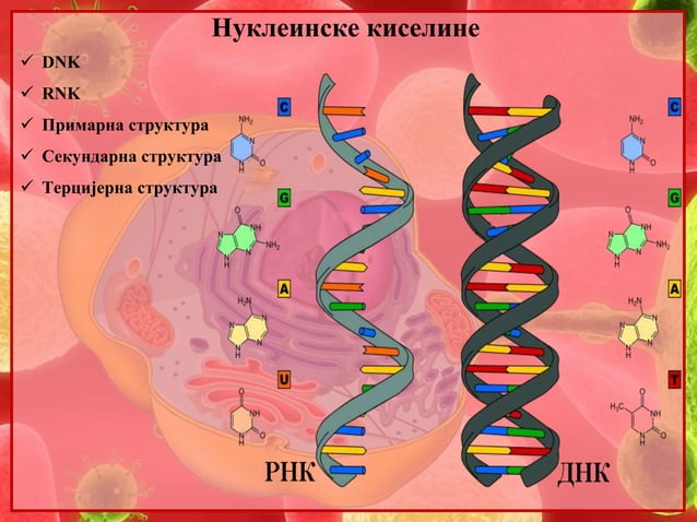 2. Hemijski sastav celije | PPT