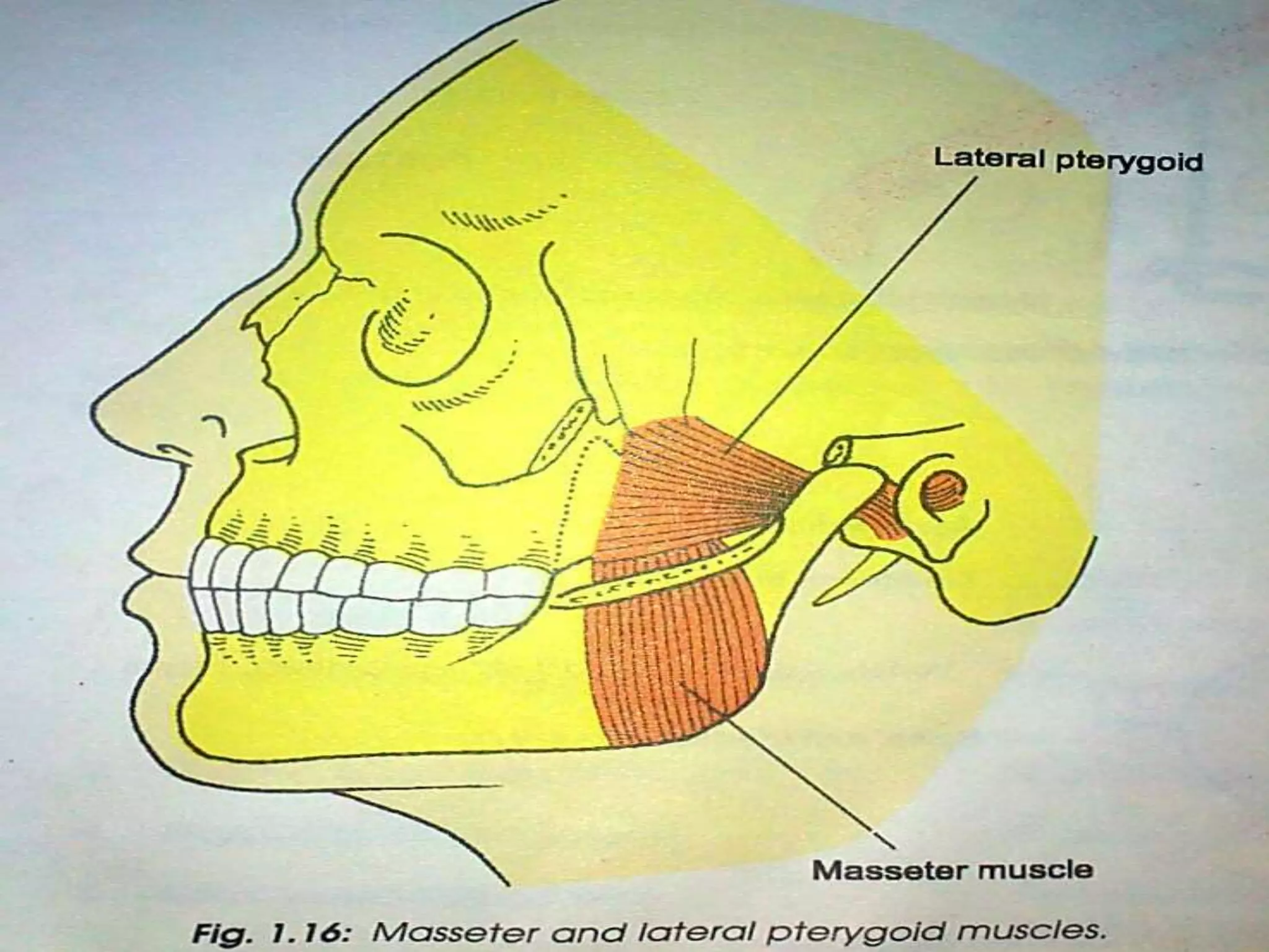 Muscles of mastication | PPTX