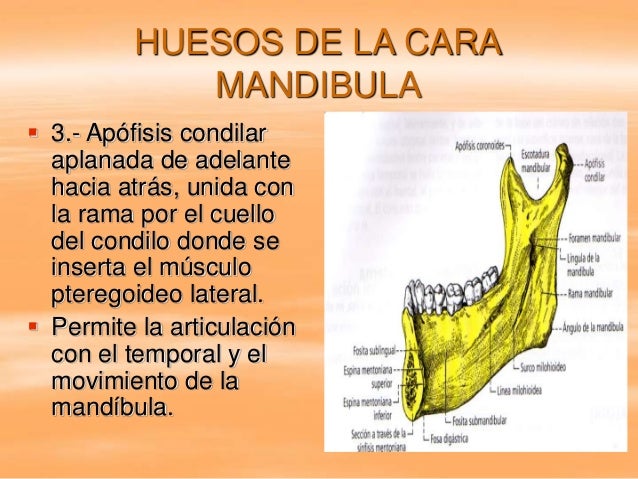 2. osteologia,cara 2