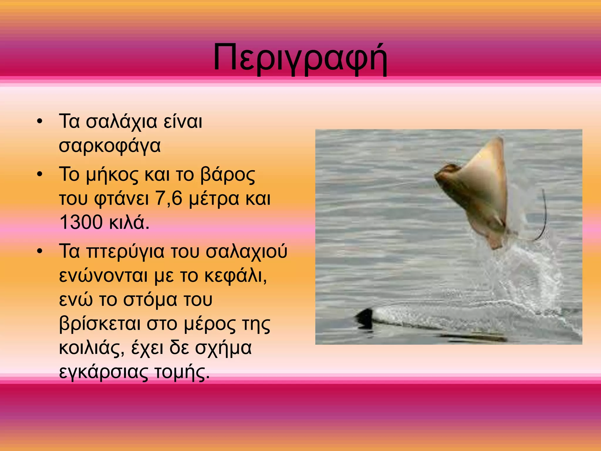 ε2 σαλαχι | PPT