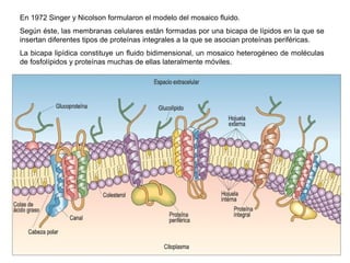 membrana celular | PPT
