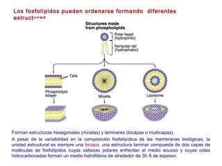 membrana celular | PPT
