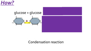 AS-U1-2.3 Carbohydrates-disaccharides and polysaccharides | PPTX