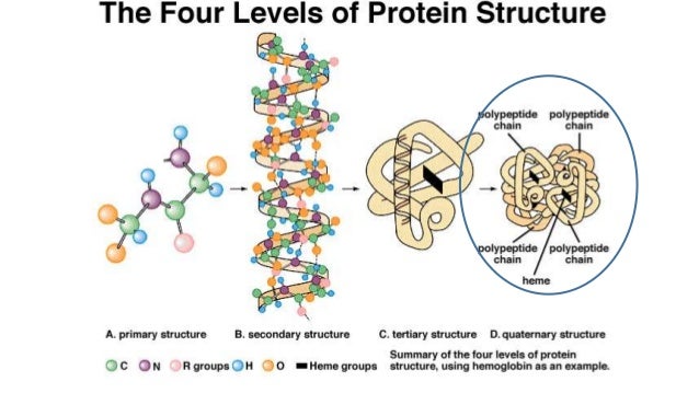 AS-U1-2.5 Proteins