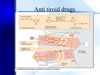 antithyroid | PPT