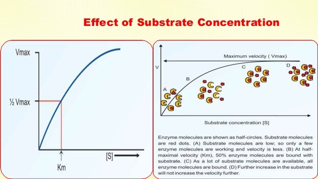 Enzyme Substrate Concentration