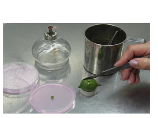 Dean Metcalf - Biological control of Husk Spot | PDF