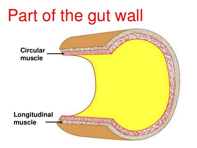 BIOLOGY FORM 4 CHAPTER 6 - NUTRITION PART 2