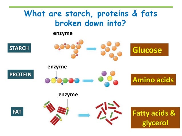 BIOLOGY FORM 4 CHAPTER 6 - NUTRITION PART 2
