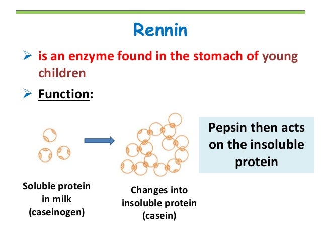 BIOLOGY FORM 4 CHAPTER 6 - NUTRITION PART 2