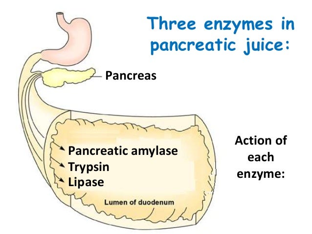 BIOLOGY FORM 4 CHAPTER 6 - NUTRITION PART 2