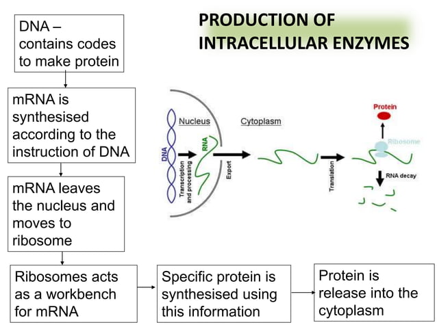 BIOLOGY FORM 4 CHAPTER 4 - CHEMICAL COMPOSITION OF THE CELL PART 2