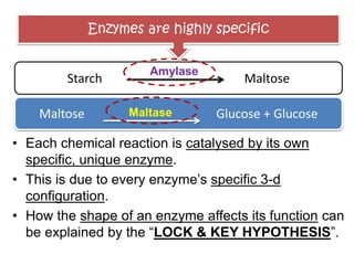 Amylase Enzyme Lock And Key