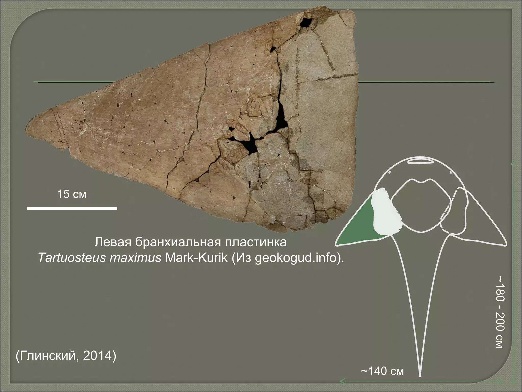 Lesson 2: Jawless vertebrates (Agnatha) | PPT