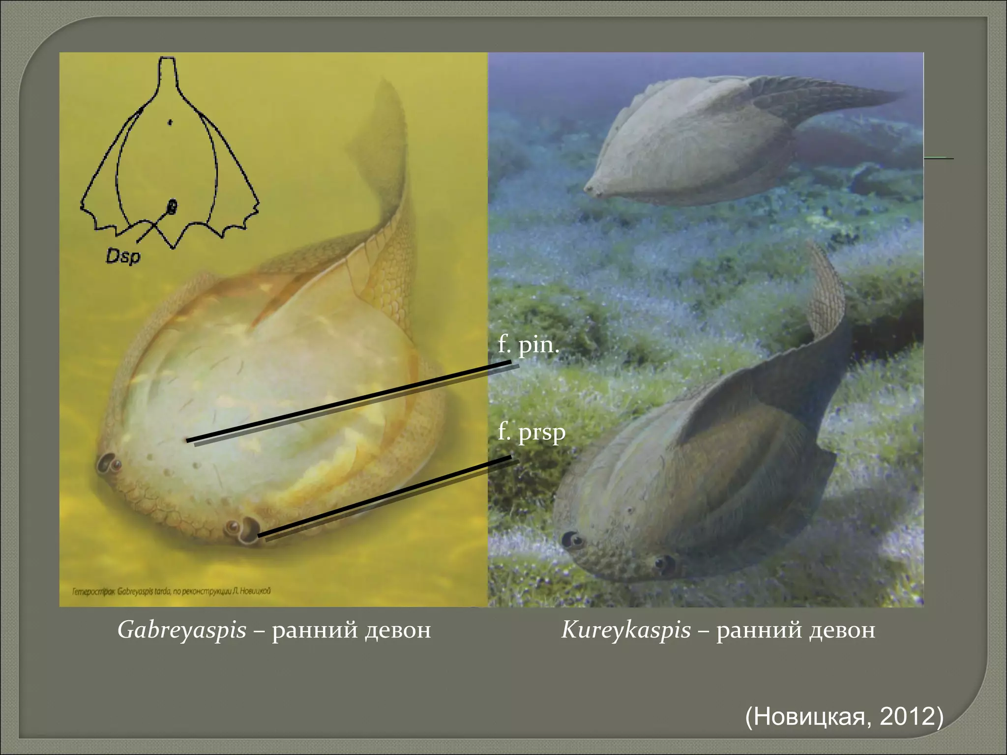 Lesson 2: Jawless vertebrates (Agnatha) | PPT | Fish and Aquariums | Pets