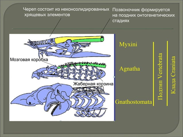 Lesson 2: Jawless vertebrates (Agnatha) | PPT | Fish and Aquariums | Pets