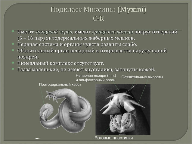 Lesson 2: Jawless vertebrates (Agnatha) | PPT | Fish and Aquariums | Pets