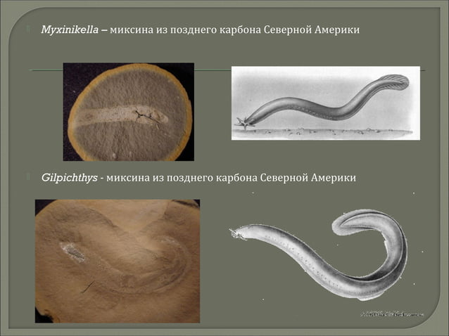 Lesson 2: Jawless vertebrates (Agnatha) | PPT | Fish and Aquariums | Pets