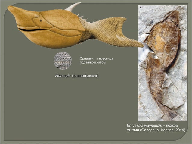 Lesson 2: Jawless vertebrates (Agnatha) | PPT | Fish and Aquariums | Pets
