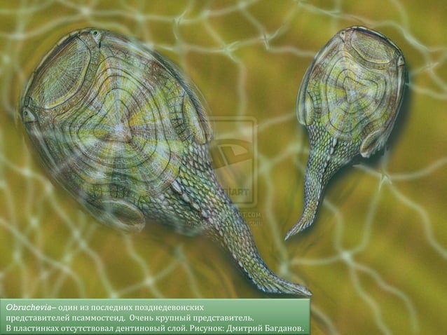 Lesson 2: Jawless vertebrates (Agnatha) | PPT | Fish and Aquariums | Pets