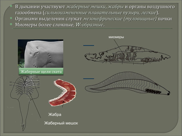 Lesson 2: Jawless vertebrates (Agnatha) | PPT | Fish and Aquariums | Pets