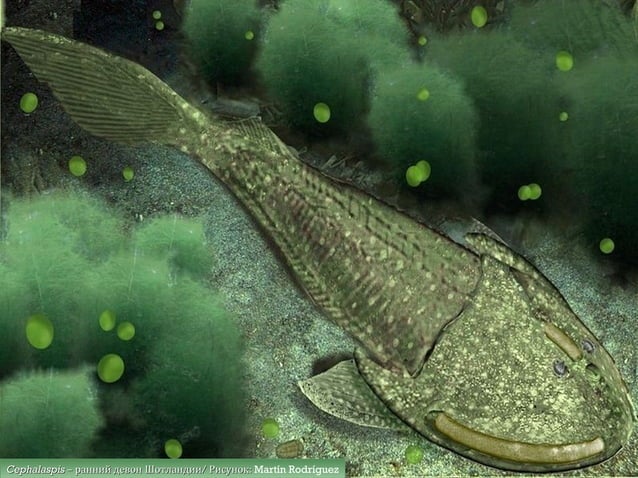 Lesson 2: Jawless vertebrates (Agnatha) | PPT | Fish and Aquariums | Pets