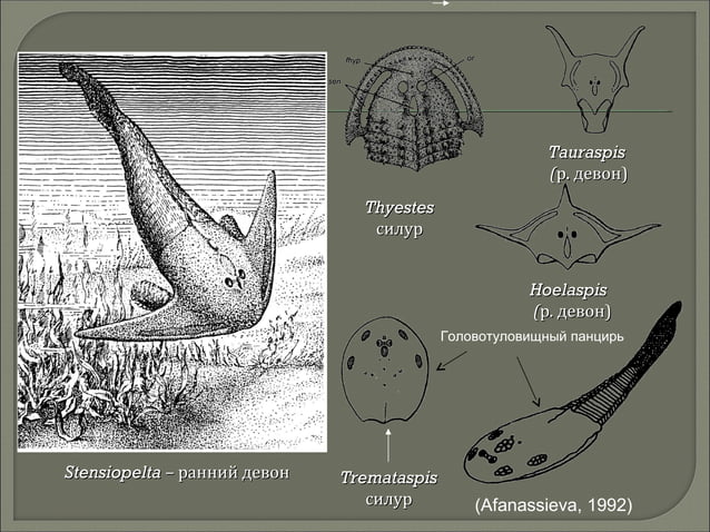 Lesson 2: Jawless vertebrates (Agnatha) | PPT | Fish and Aquariums | Pets