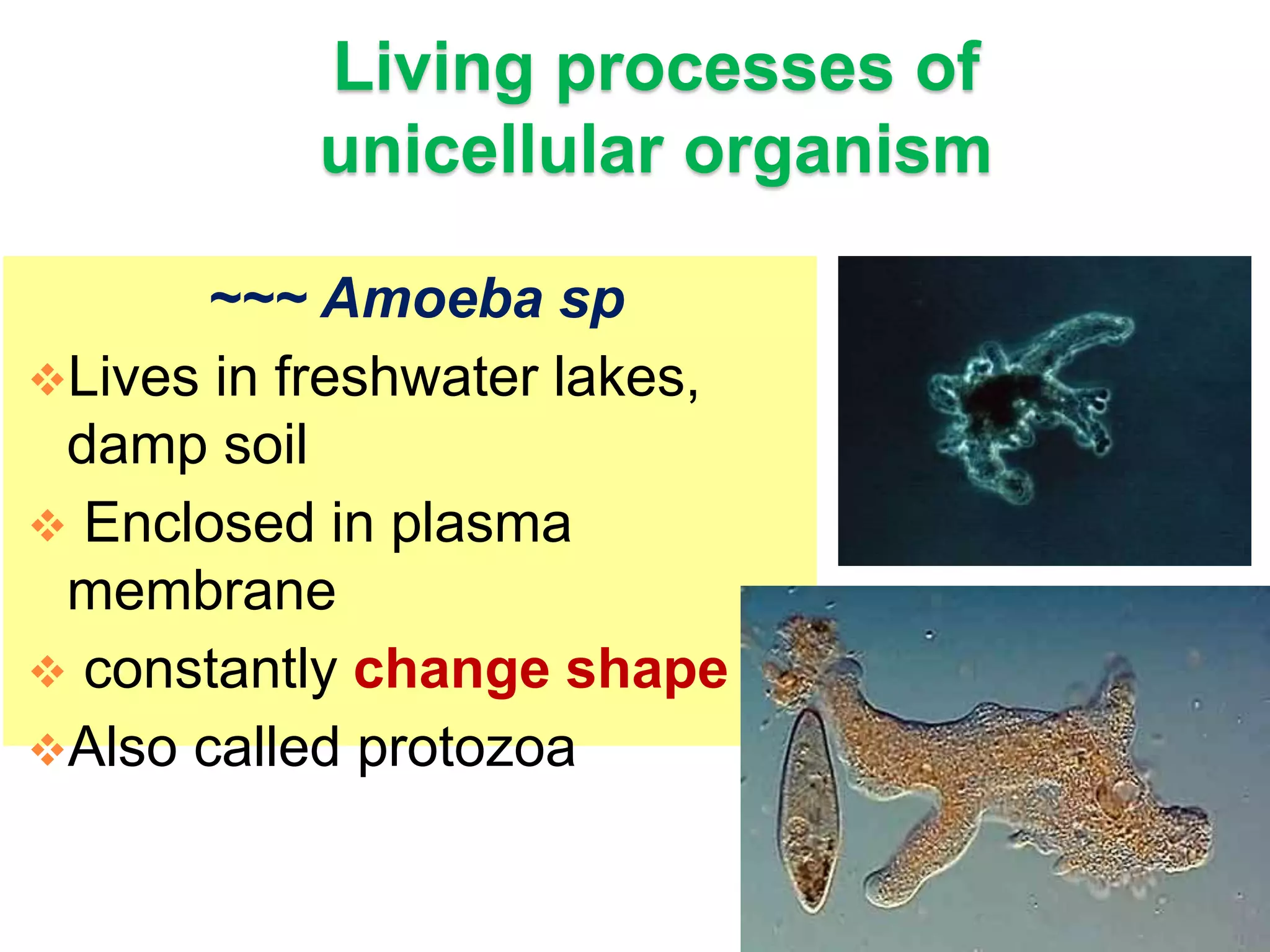 BIOLOGY FORM 4 CHAPTER 2 PART 2 - CELL ORGANIZATION | PPTX