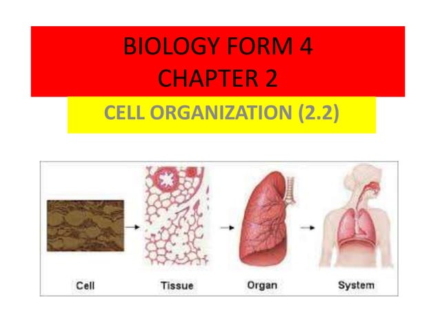 BIOLOGY FORM 4 CHAPTER 2 PART 2 - CELL ORGANIZATION | PPTX | Biological Sciences | Science