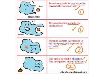 BIOLOGY FORM 4 CHAPTER 2 PART 2 - CELL ORGANIZATION | PPT