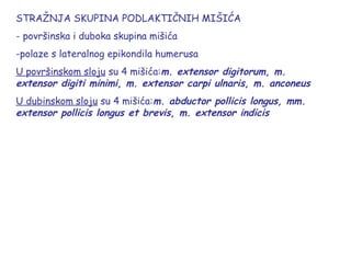 MIsici ruke i noge | PPT