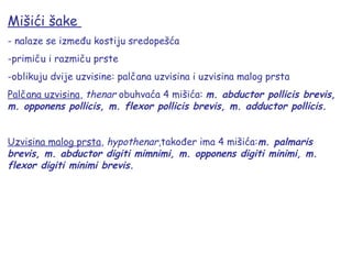 MIsici ruke i noge | PPT