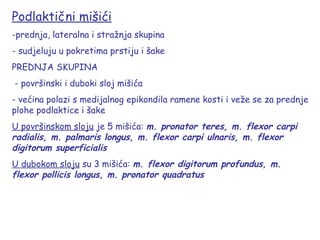 MIsici ruke i noge | PPT