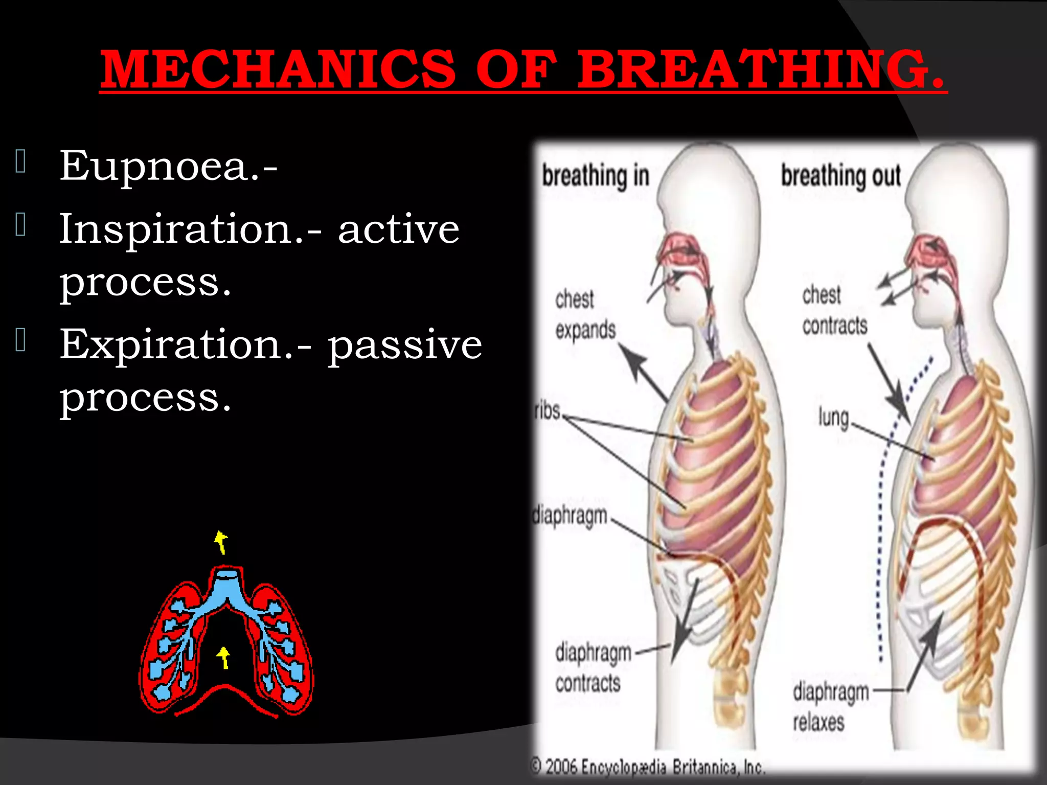 MECHANICS OF BREATHING | PPT