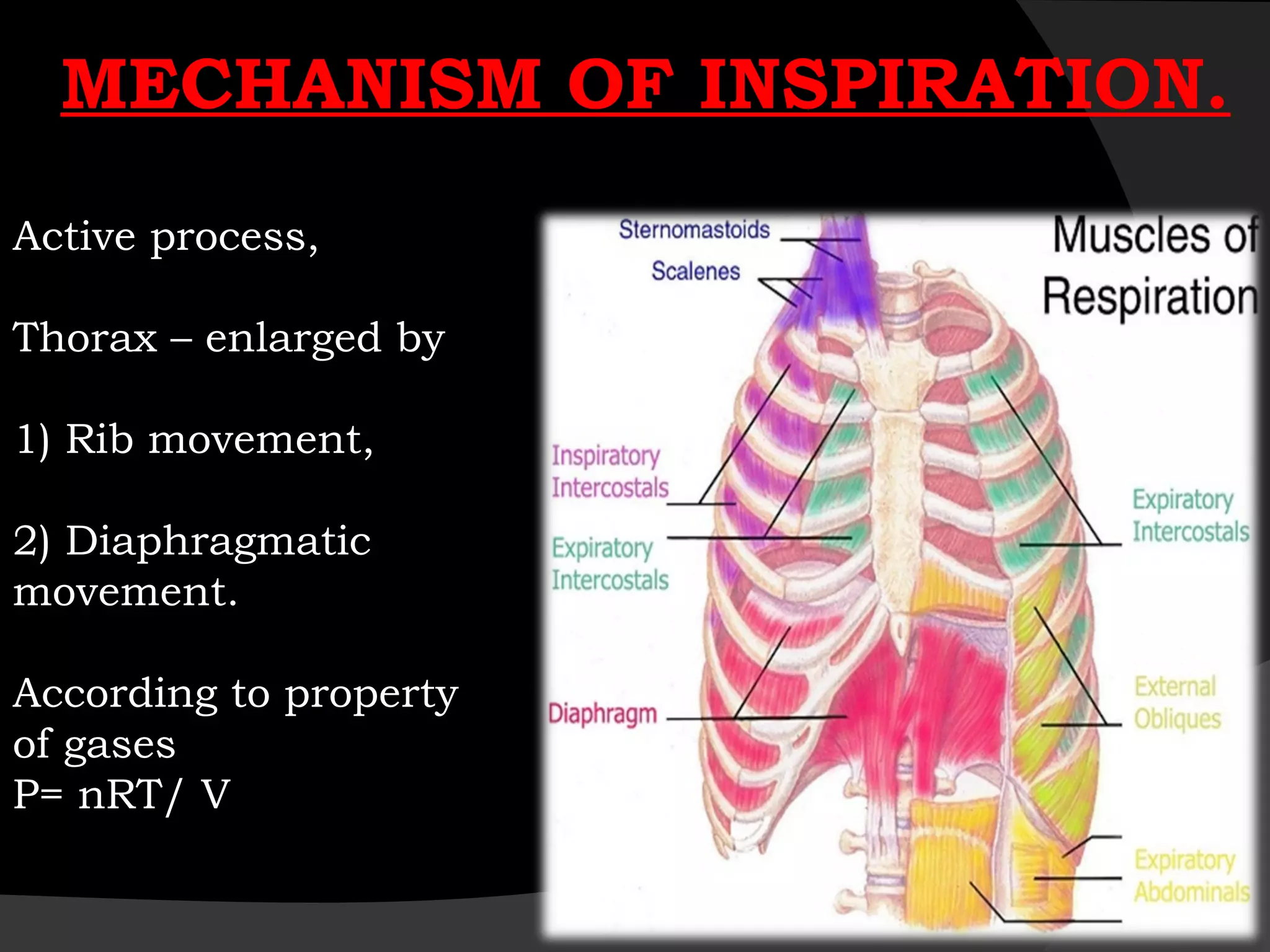 MECHANICS OF BREATHING | PPT
