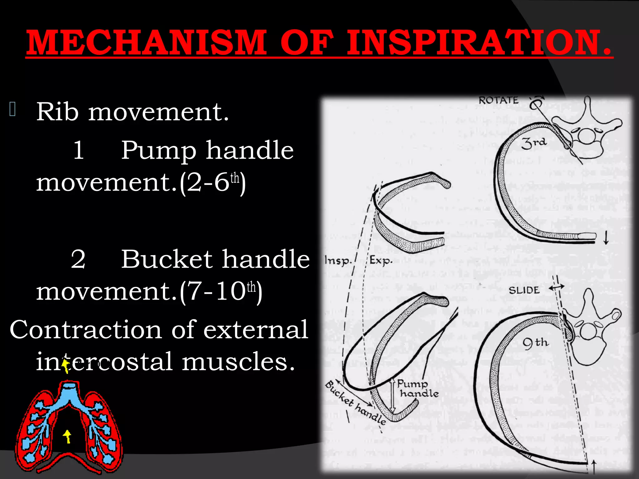 MECHANICS OF BREATHING | PPT
