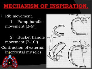 MECHANICS OF BREATHING | PPT