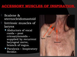 MECHANICS OF BREATHING | PPT