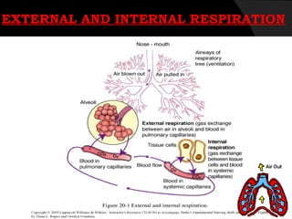 MECHANICS OF BREATHING | PPT