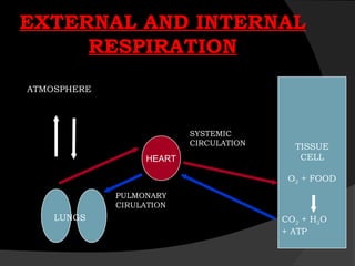 MECHANICS OF BREATHING | PPT