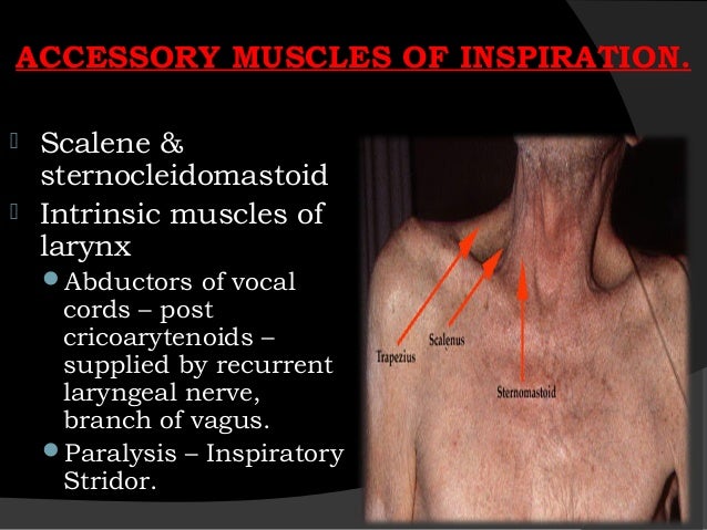 MECHANICS OF BREATHING