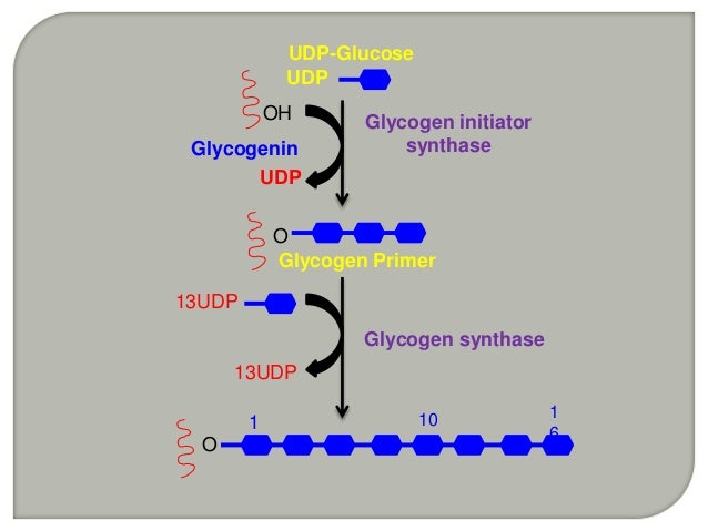 GLYCOGENESIS