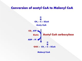 Malonyl Coa Synthesis