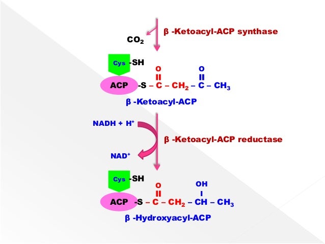 BIOSYNTHESIS OF FATTY ACIDS