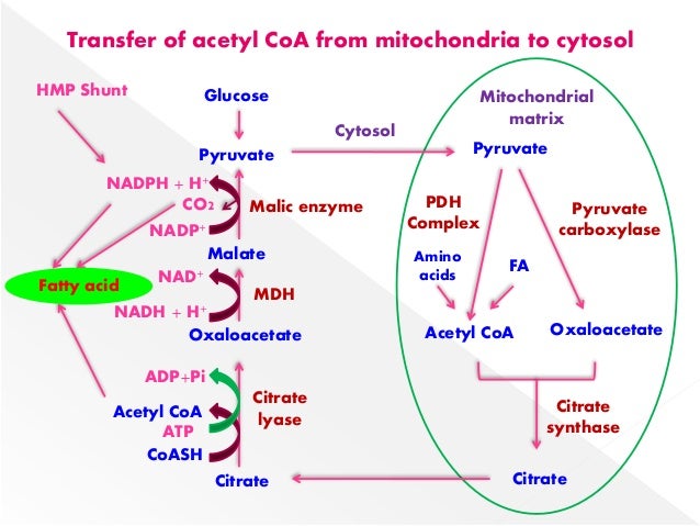 BIOSYNTHESIS OF FATTY ACIDS