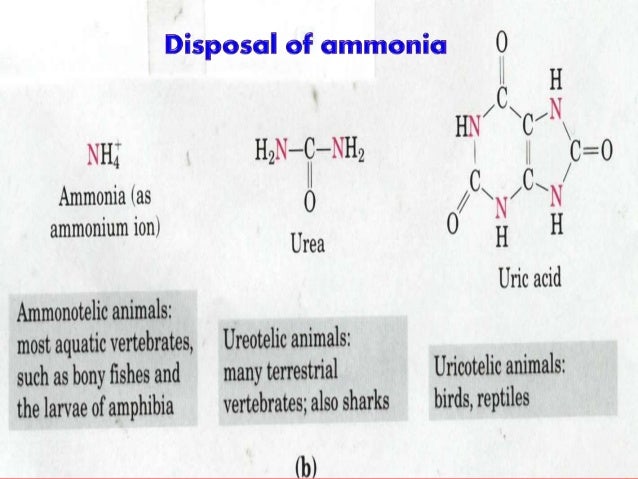 AMMONIA METABOLISM