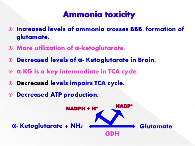 AMMONIA METABOLISM