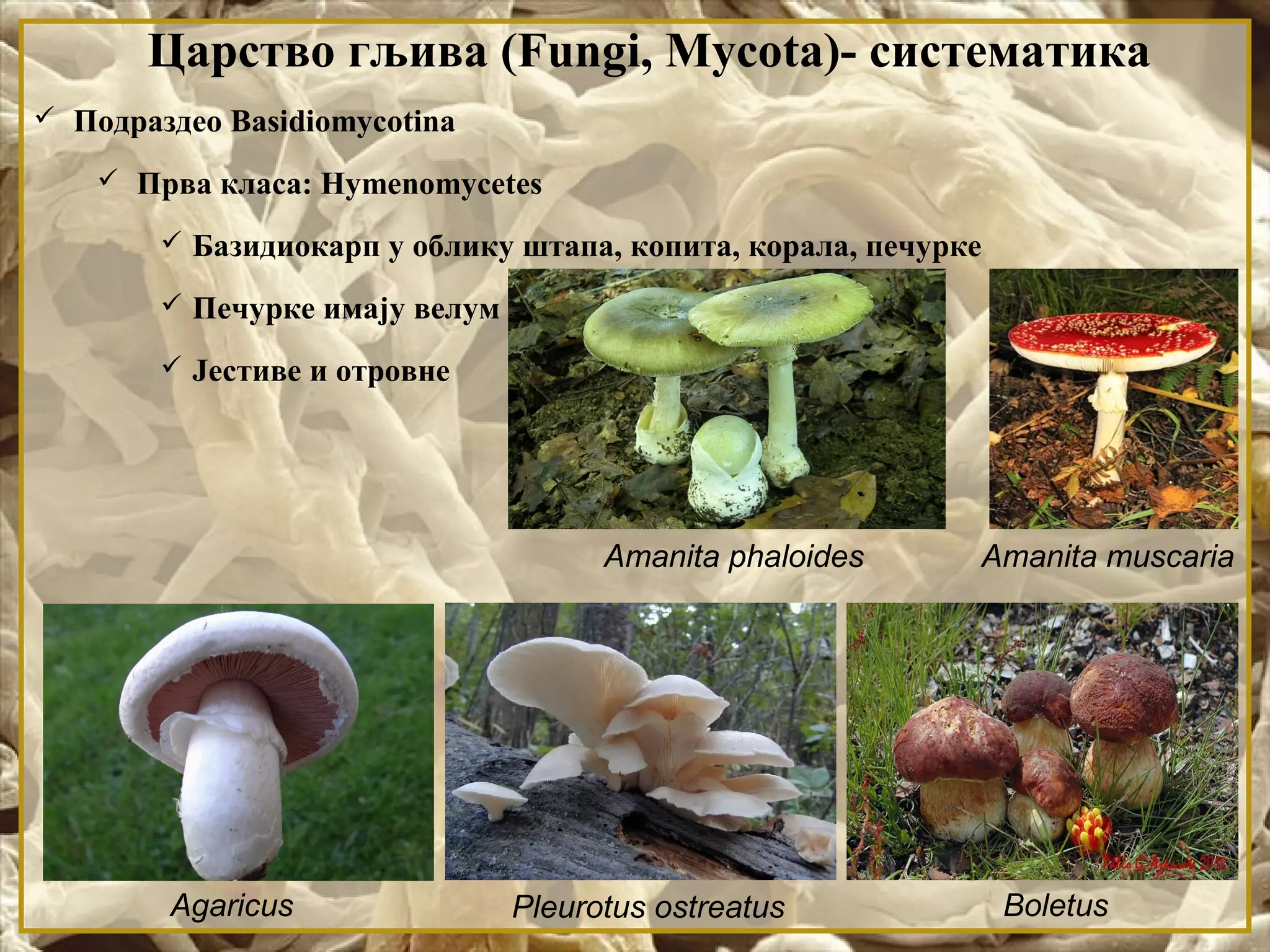 2. Sistematika gljiva | PPT